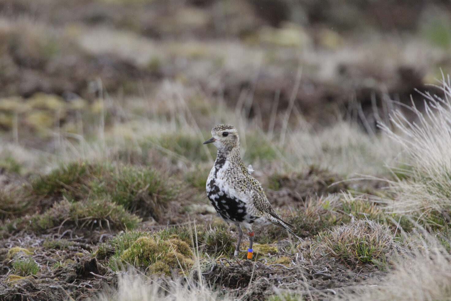 News - The Flow Country The Flow Country