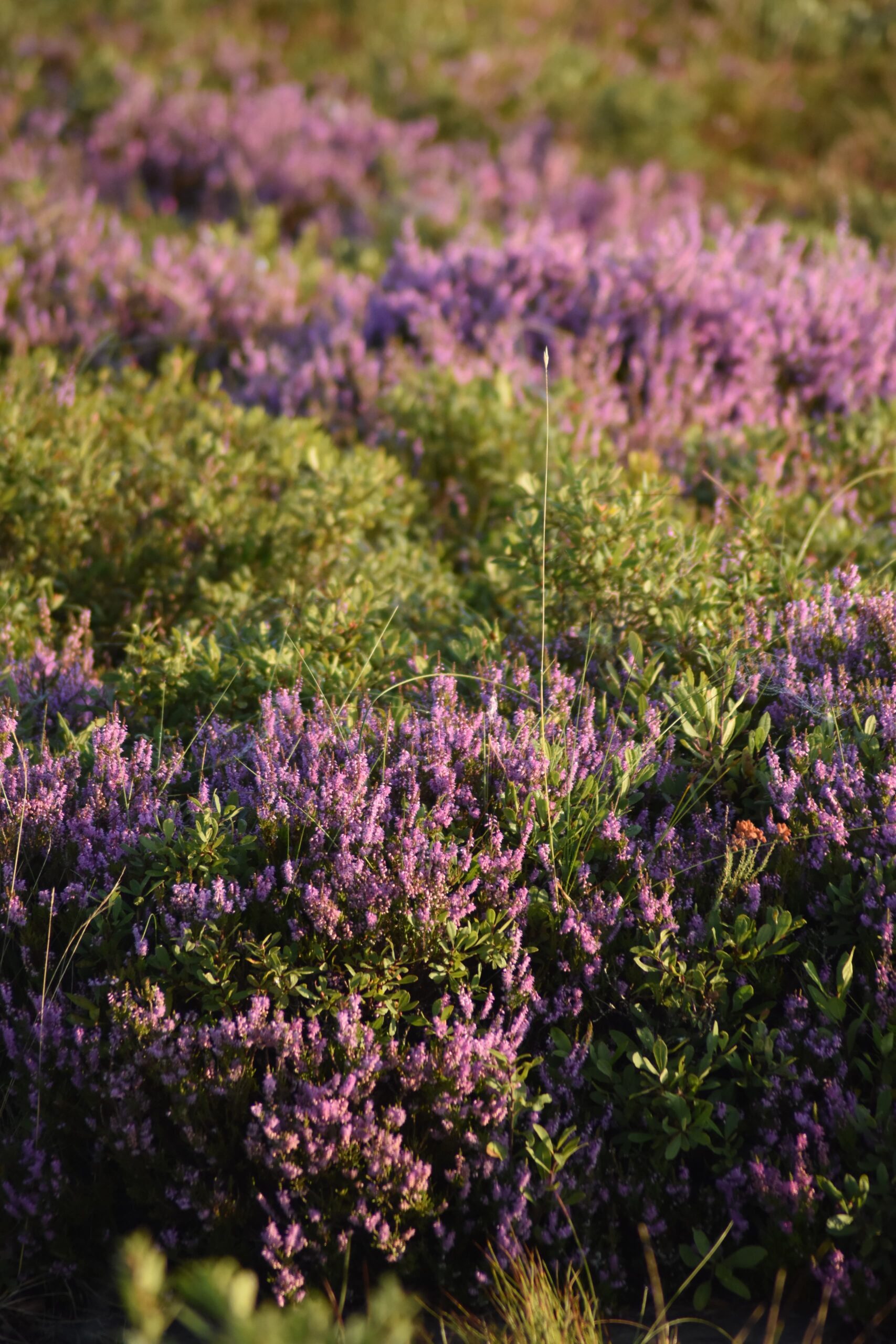 Flow Country World Heritage Bid enters new phase with submission ...