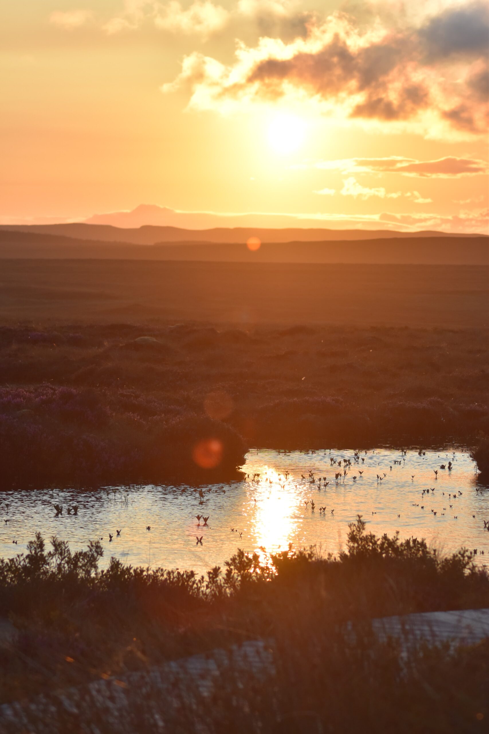 Flow Country World Heritage Volunteers 2024 - The Flow Country The Flow ...