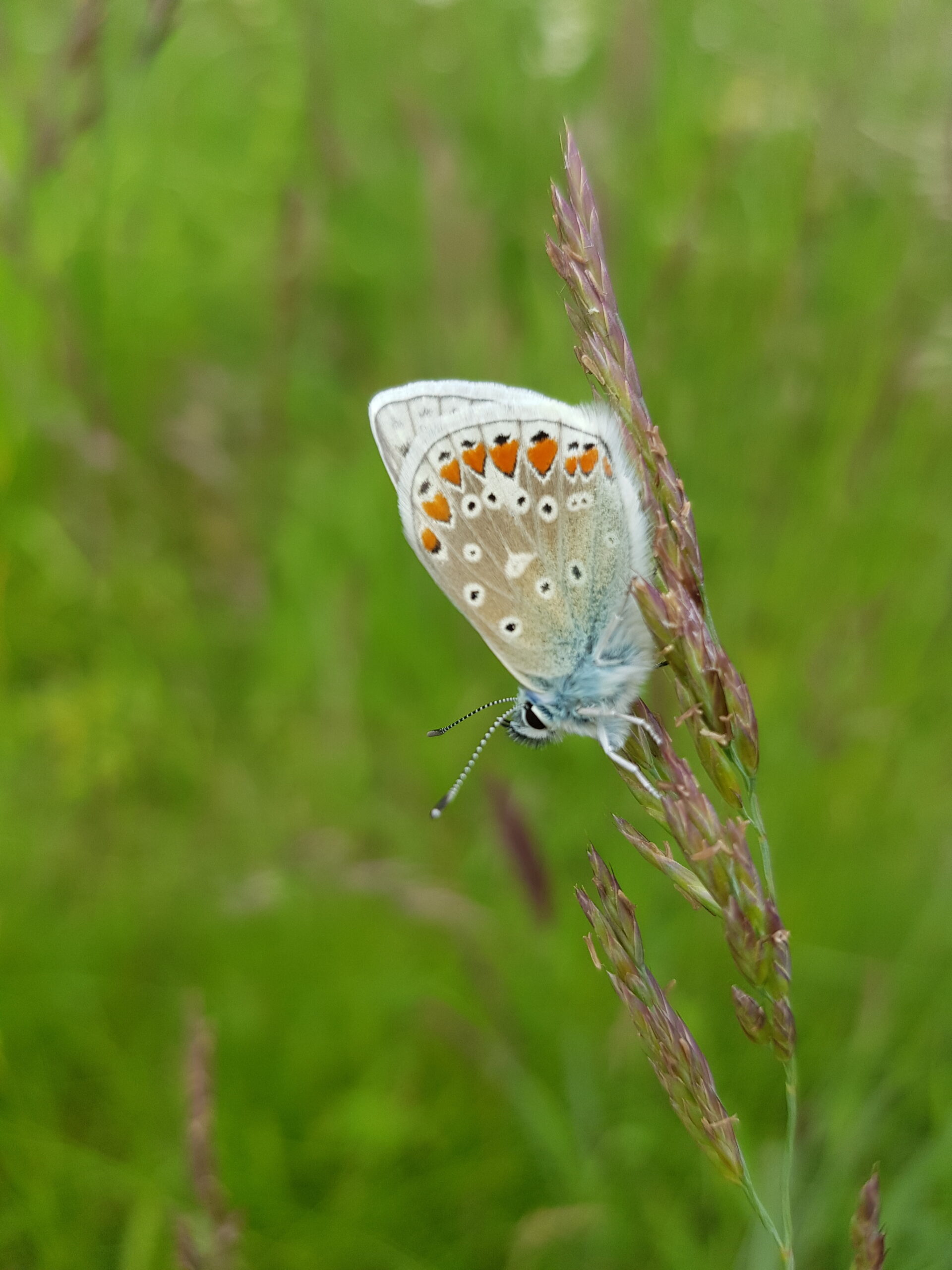 Visiting - The Flow Country The Flow Country