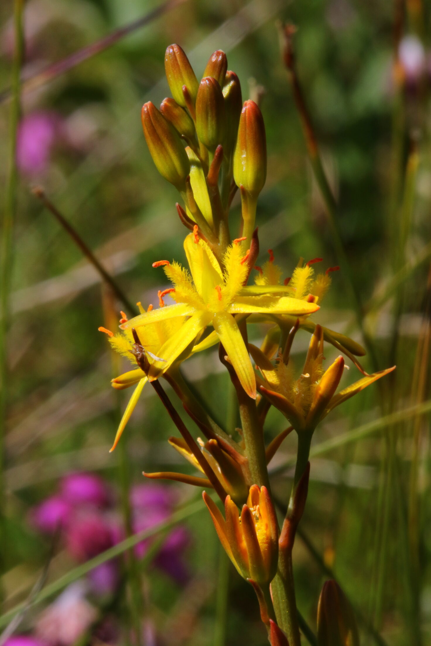 The Flow Country - The Flow Country The Flow Country