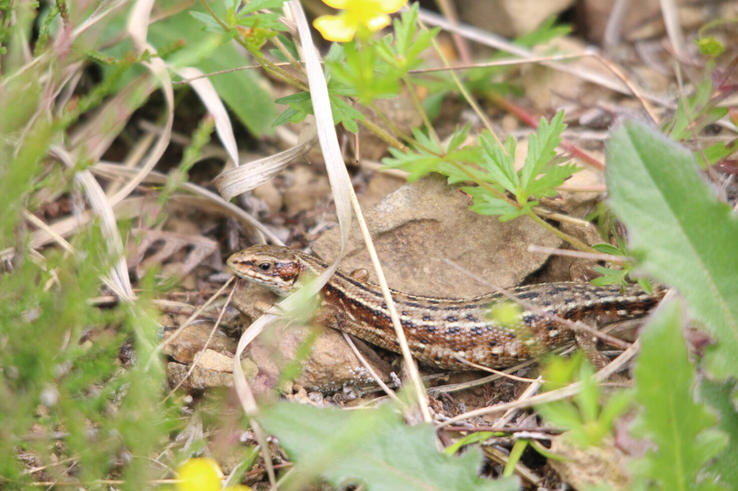 Flora & Fauna - The Flow Country The Flow Country