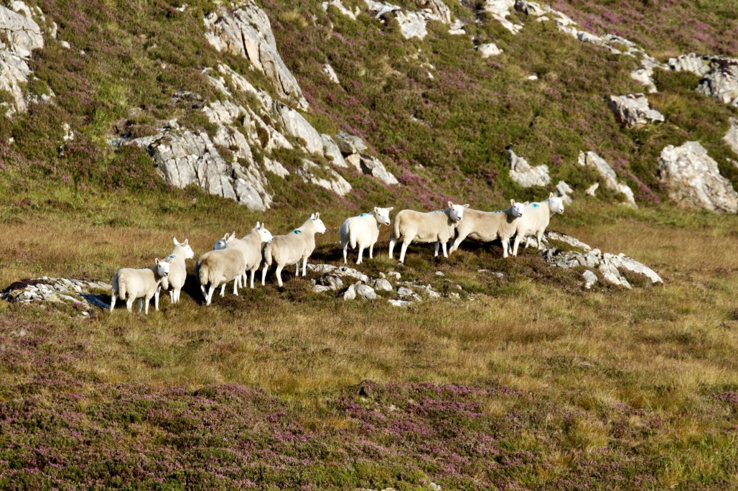 Green Finance Initiative - The Flow Country The Flow Country