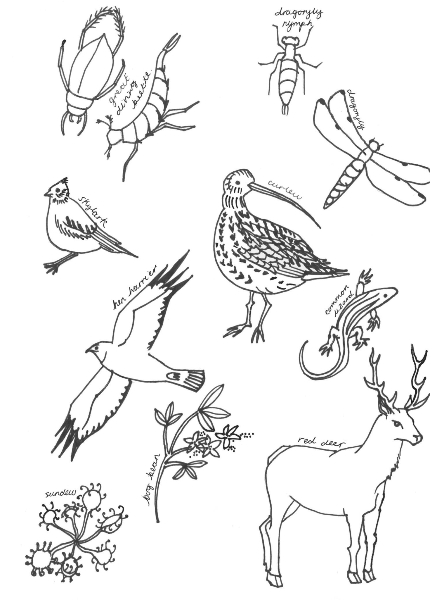 The Flow Country - The Flow Country The Flow Country