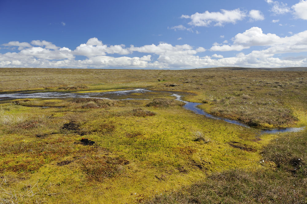 The Flow Country - The Flow Country The Flow Country